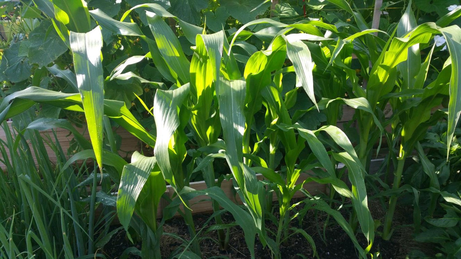 White Waxy Corn 50 Seeds High Glutinous Organic Sweet Corn Bap - Etsy ...