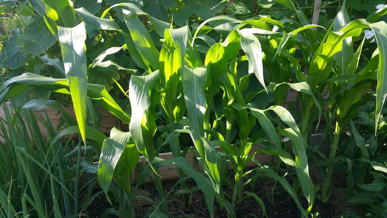 White Waxy Corn 50 Seeds High Glutinous Organic Sweet Corn Bap Nep ...