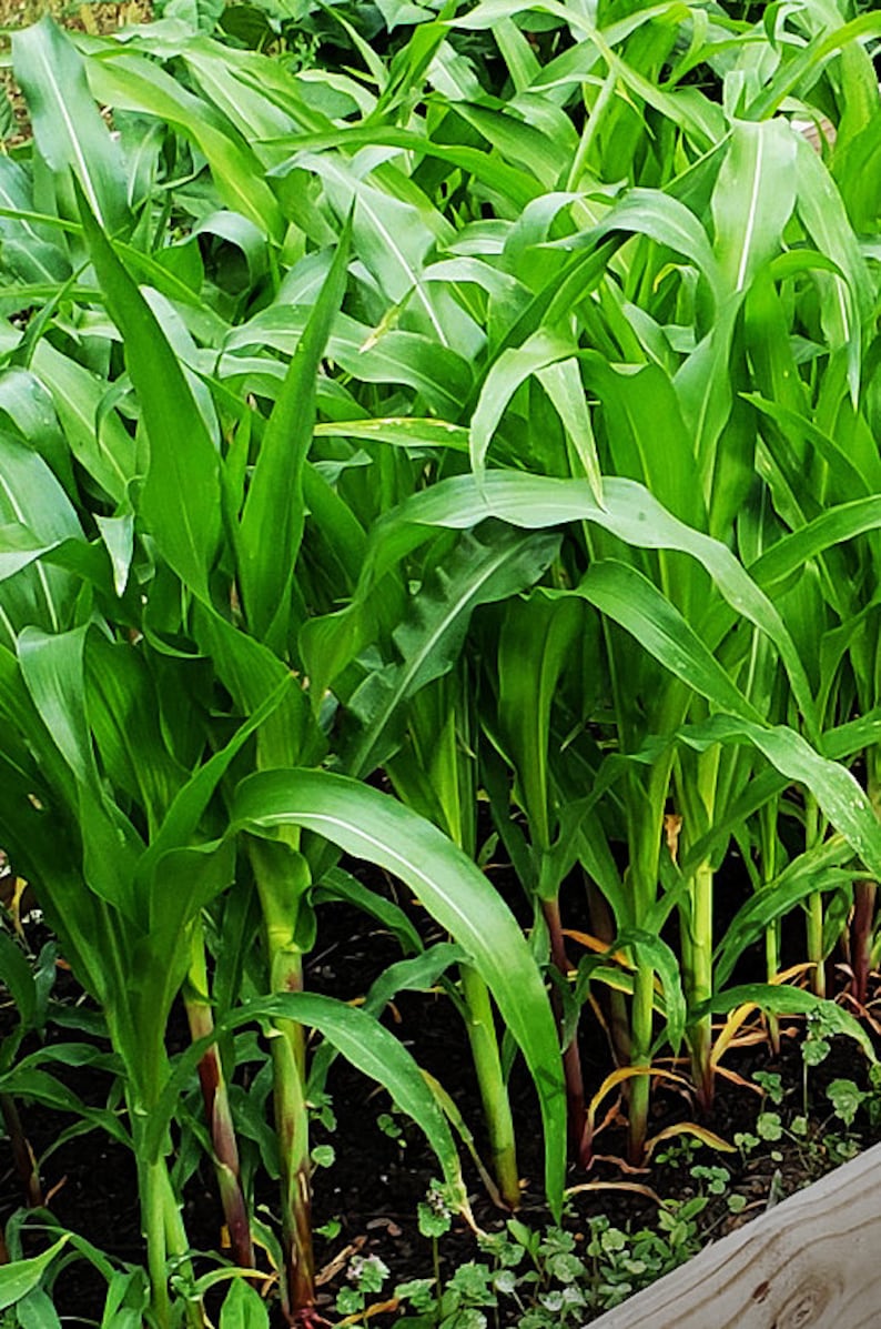 White Waxy Corn 50 Seeds High Glutinous Organic Sweet Corn Bap Nep ...