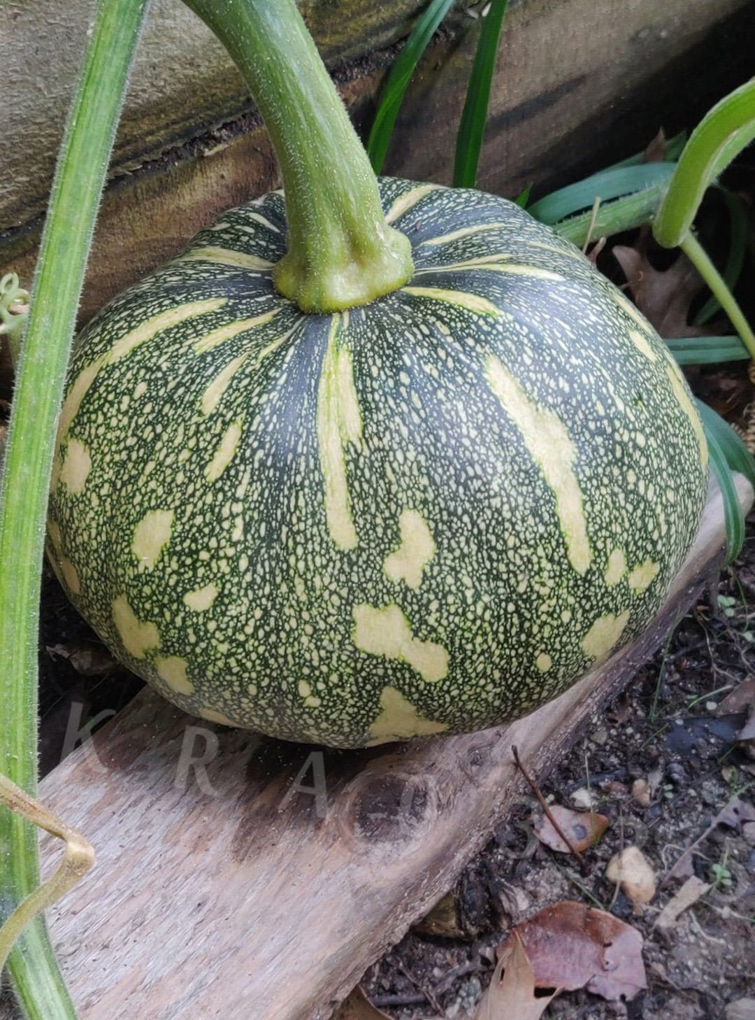 10 Asian Pumpkin Winter Squash Seeds Heirloom Local Oriental Vietnamese ...