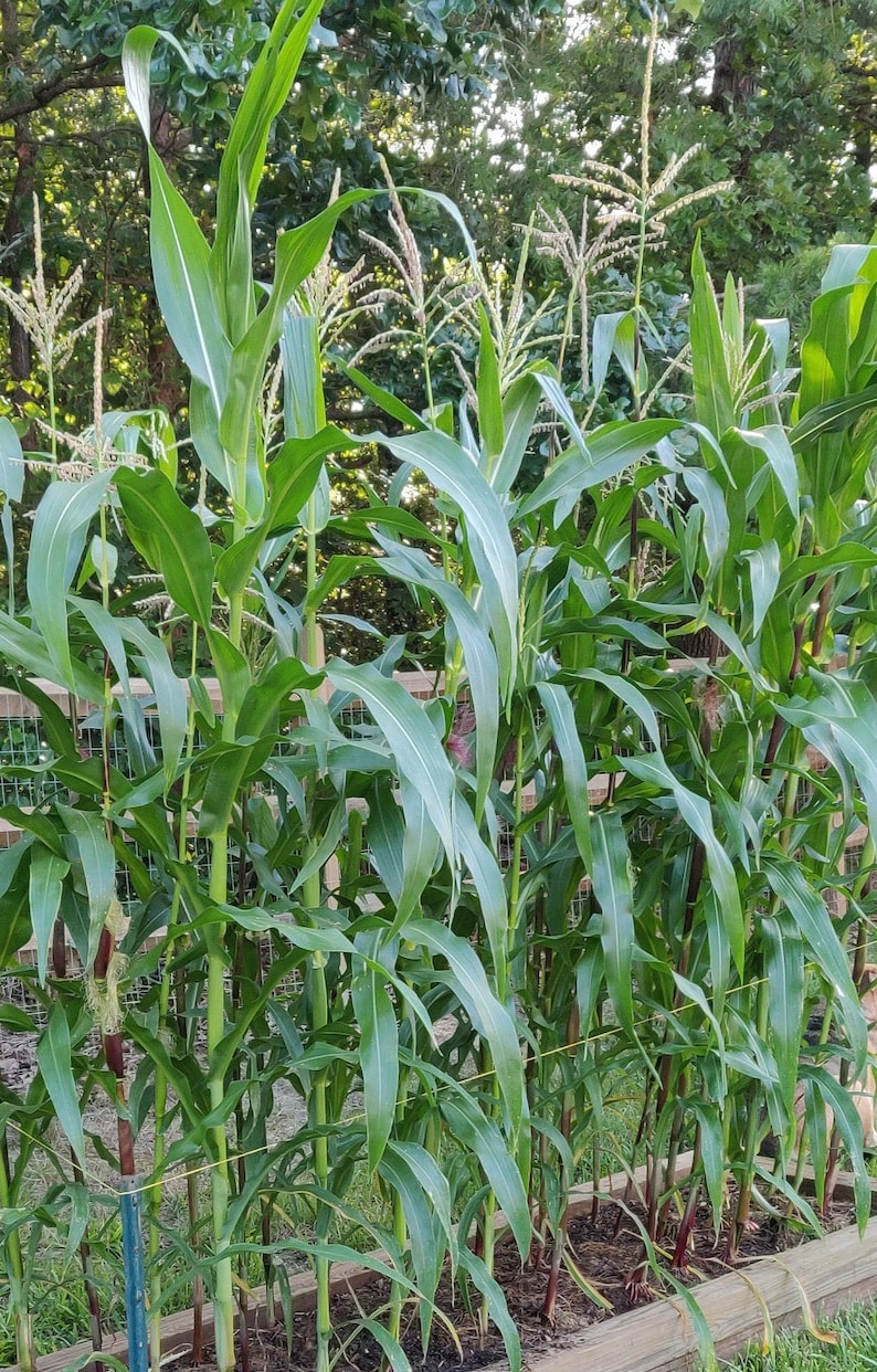 White Waxy Corn 50 Seeds High Glutinous Organic Sweet Corn Bap Nep ...