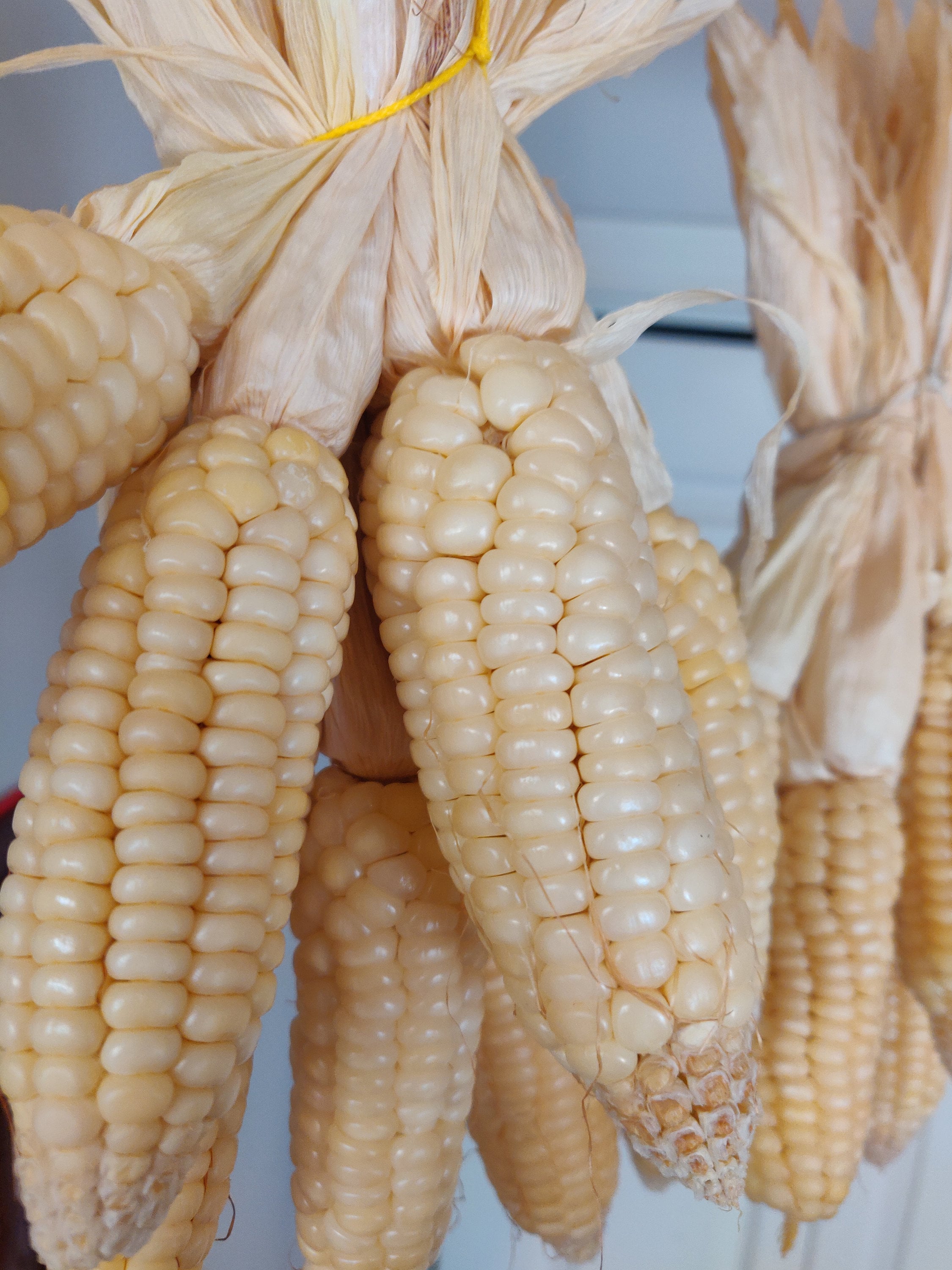 White Waxy Corn 50 Seeds High Glutinous Organic Sweet Corn Bap - Etsy ...