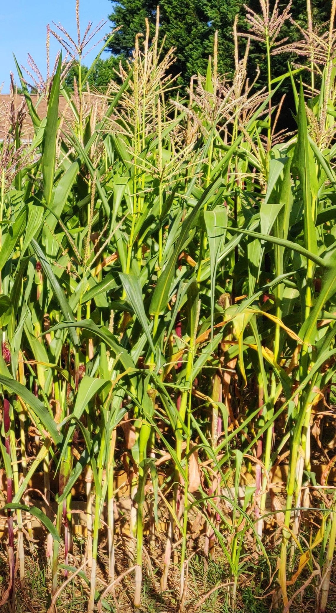 White Waxy Corn 50 Seeds High Glutinous Organic Sweet Corn Bap Nep ...