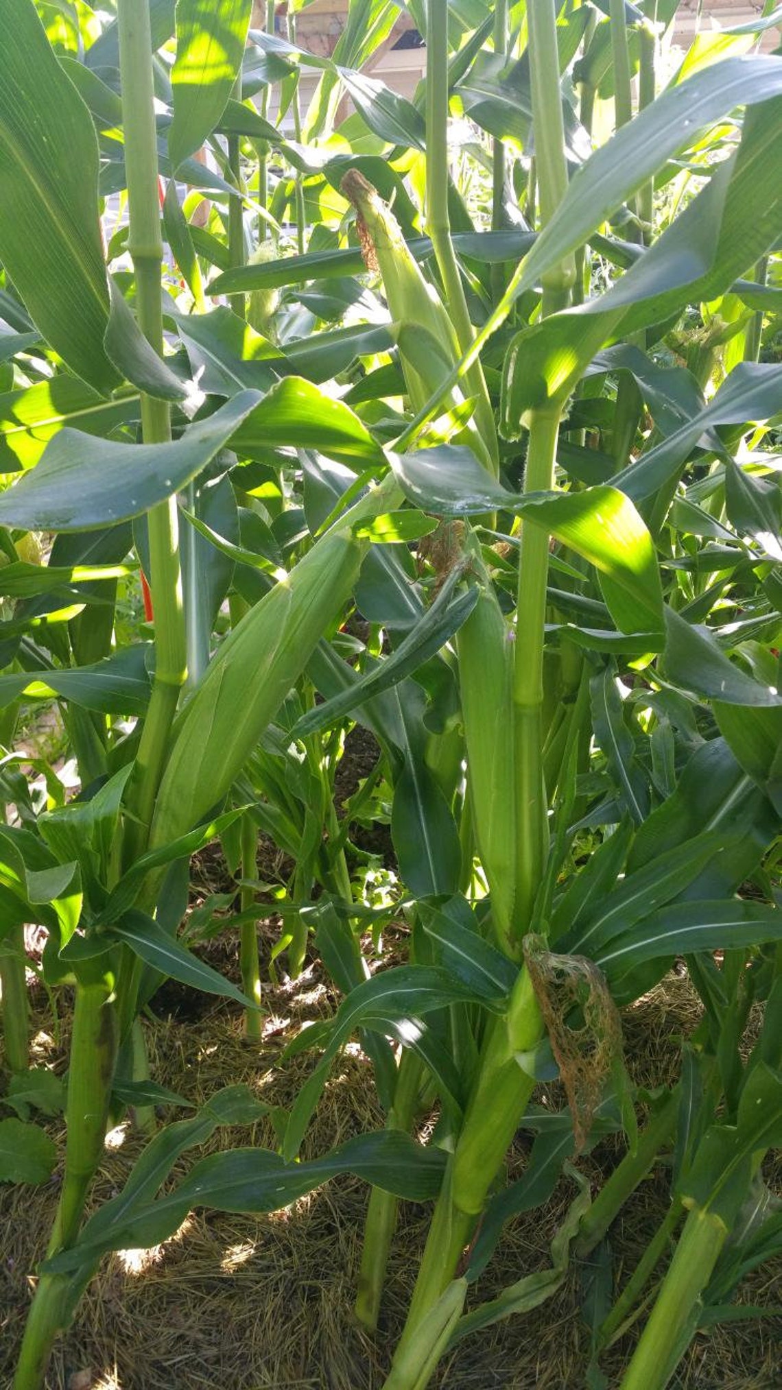 White Waxy Corn 50 Seeds High Glutinous Organic Sweet Corn Bap - Etsy