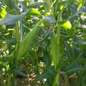 White Waxy Corn 50 Seeds High Glutinous Organic Sweet Corn Bap Nep ...