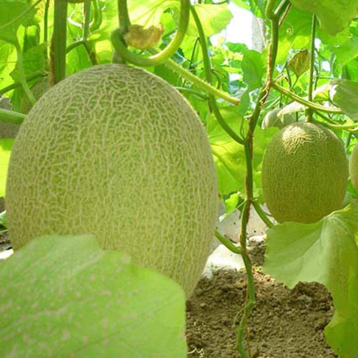 50 Hami Melon Seeds Chinese Vietnamese Asian Indian Canteloupe USA - Etsy
