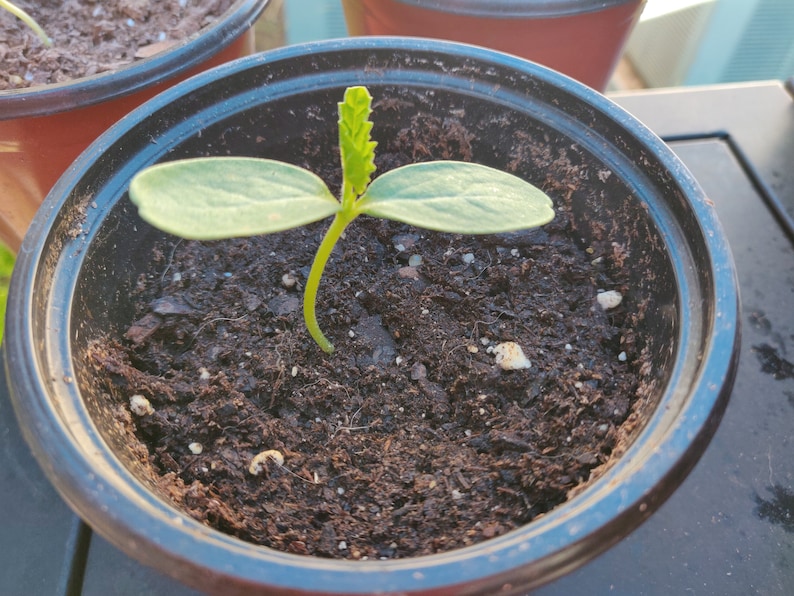 50 Thai Melon Vietnam Dua Gang Seeds Musk Melon Long Muskmelon Asian ...