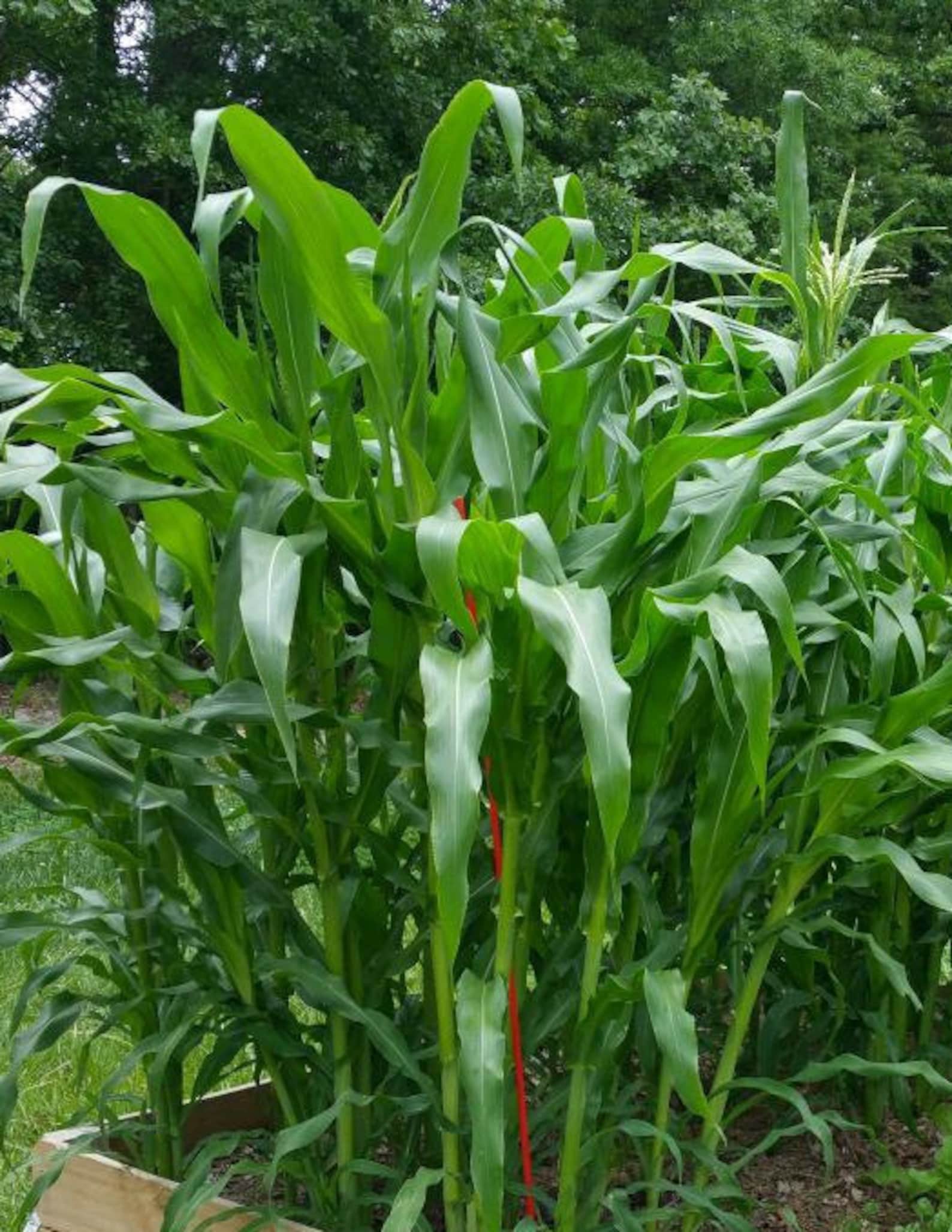 White Waxy Corn 50 Seeds High Glutinous Organic Sweet Corn Bap - Etsy ...