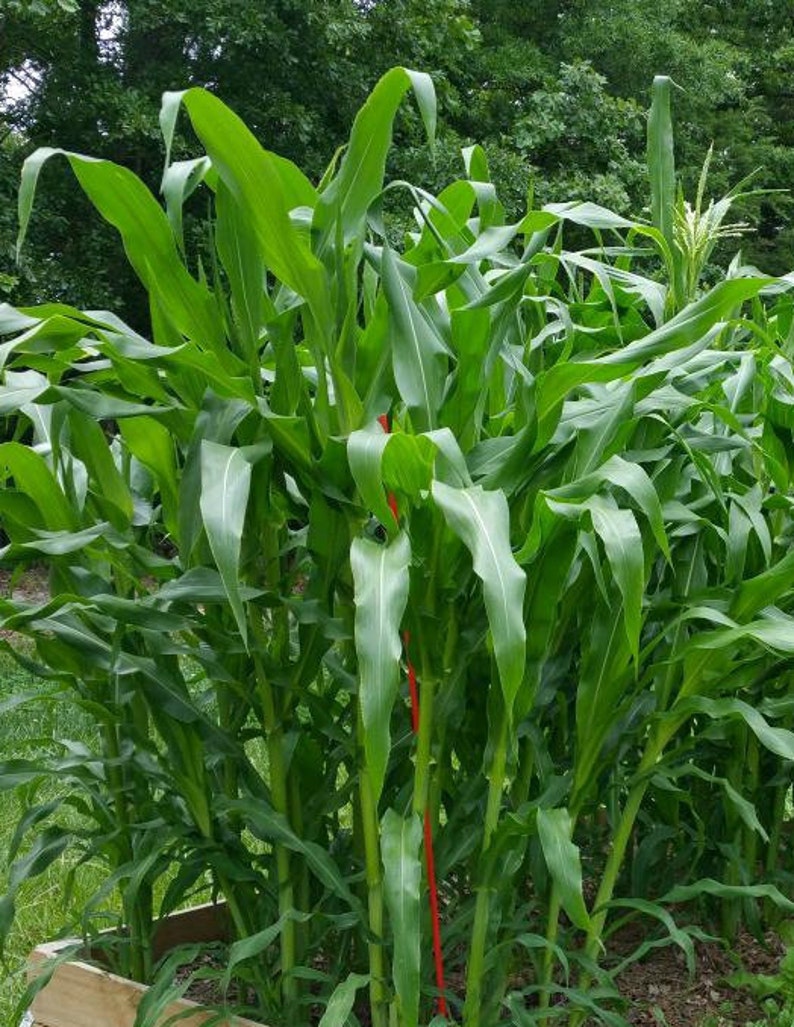 White Waxy Corn 50 Seeds High Glutinous Organic Sweet Corn Bap Nep ...