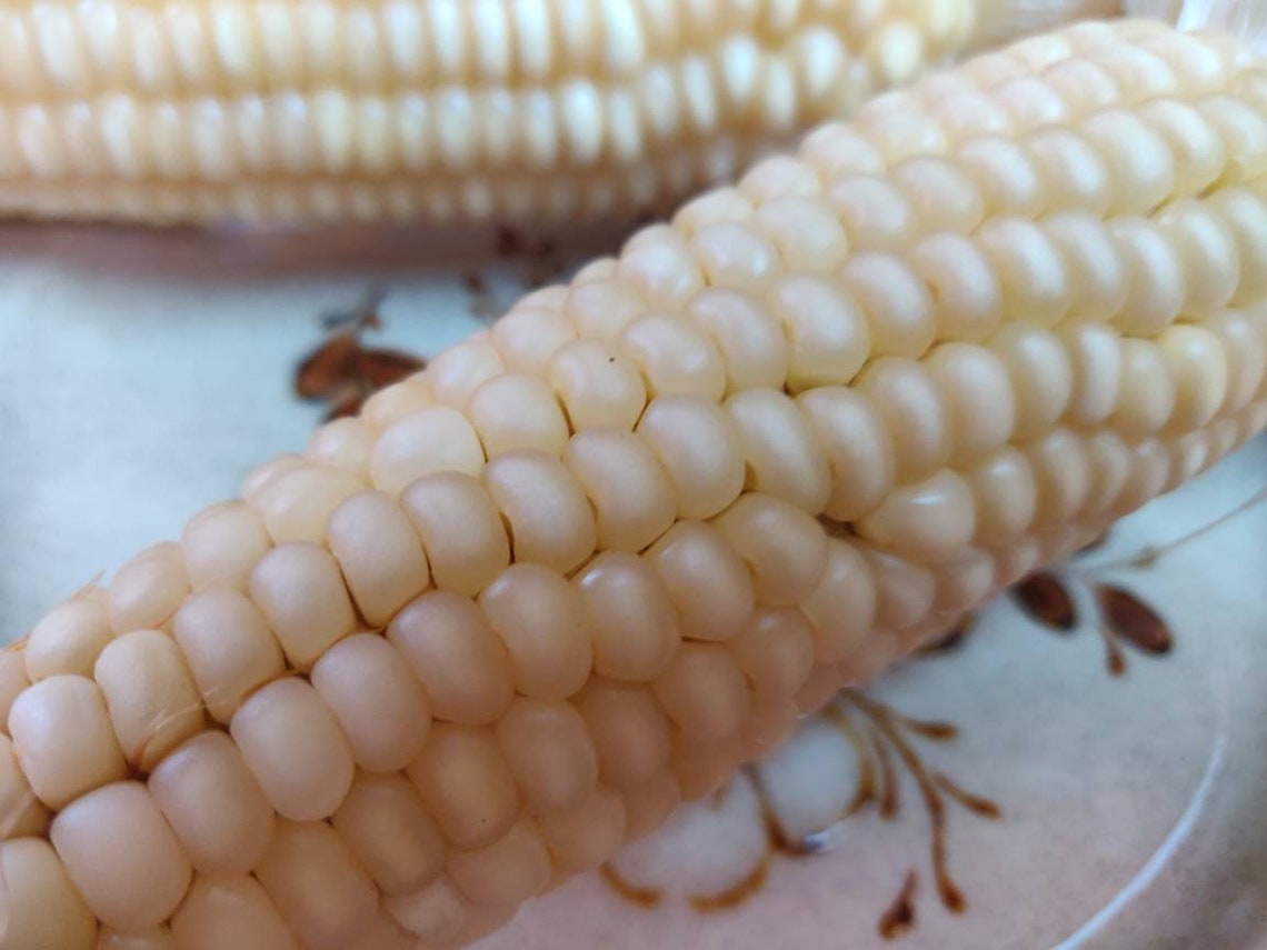 White Waxy Corn 50 Seeds High Glutinous Organic Sweet Corn Bap - Etsy