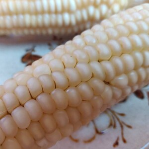 White Waxy Corn 50 Seeds High Glutinous Organic Sweet Corn Bap Nep ...