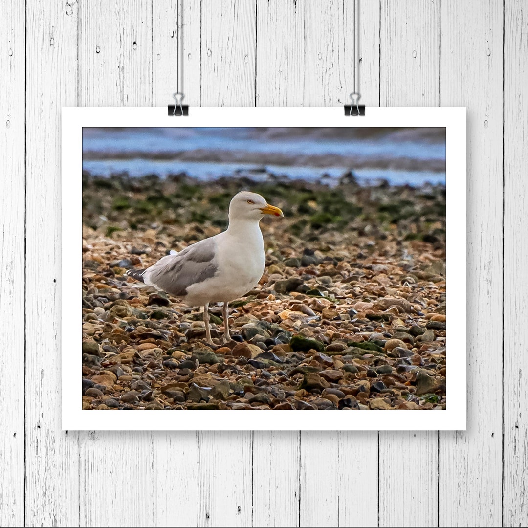 Seagull Wildlife Photography Print Bird Poster - Etsy