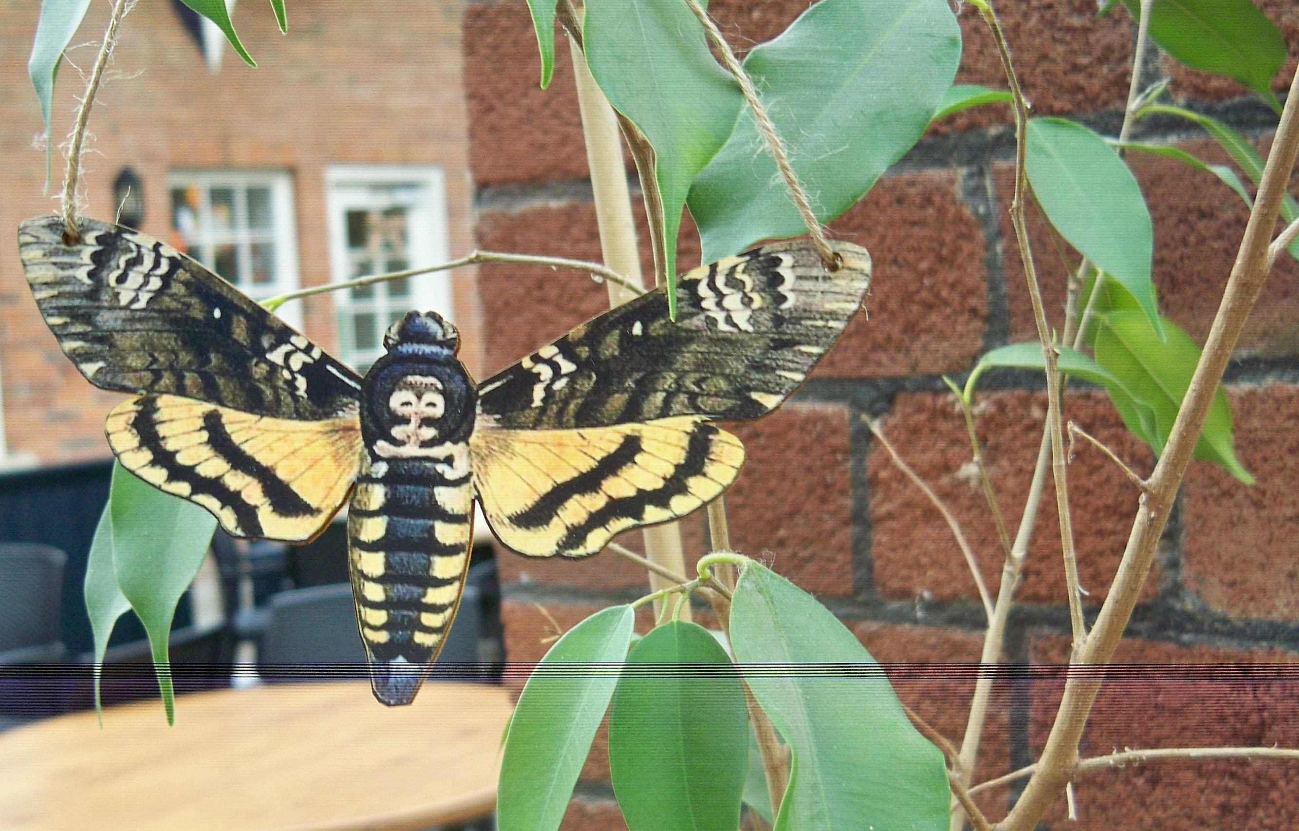Yellow Death Head Moth. A Laser Wood Cut Out. - Etsy