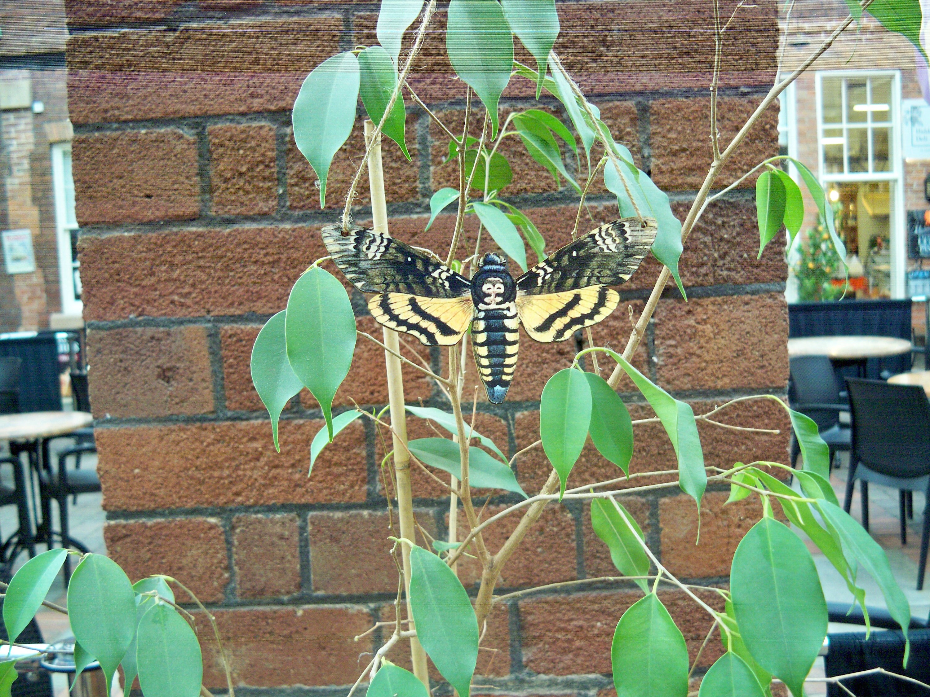 Yellow Death Head Moth. A Laser Wood Cut Out. - Etsy