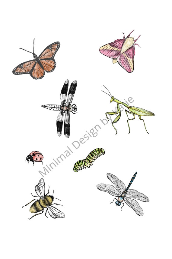 Insect Drawing For Kids