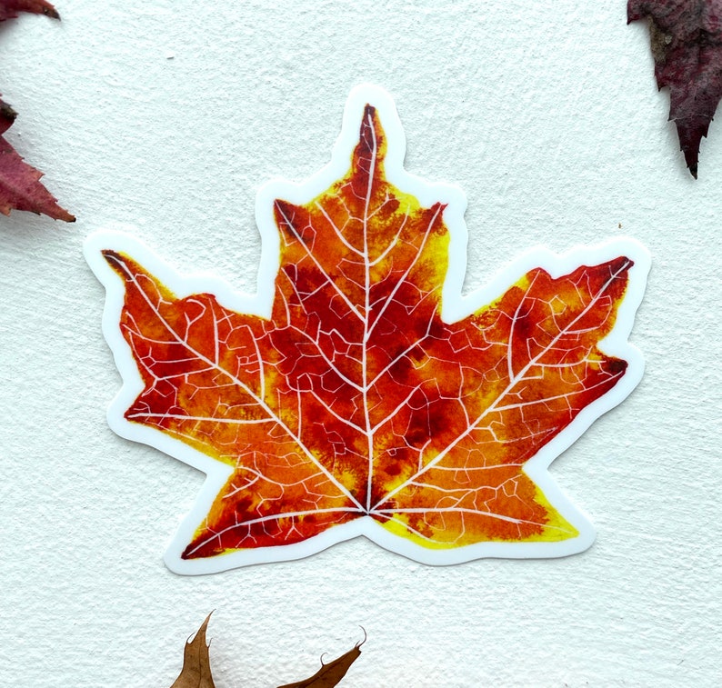 Sugar Maple Leaf Sticker / Adirondacks Mountain Life Autumn High Peaks ...