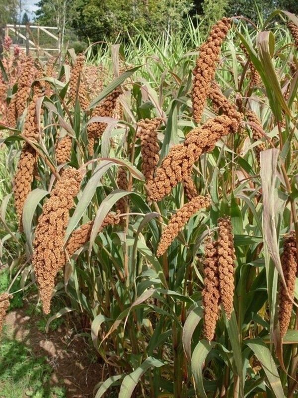 German Millet Foxtail Millet Seeds | Etsy