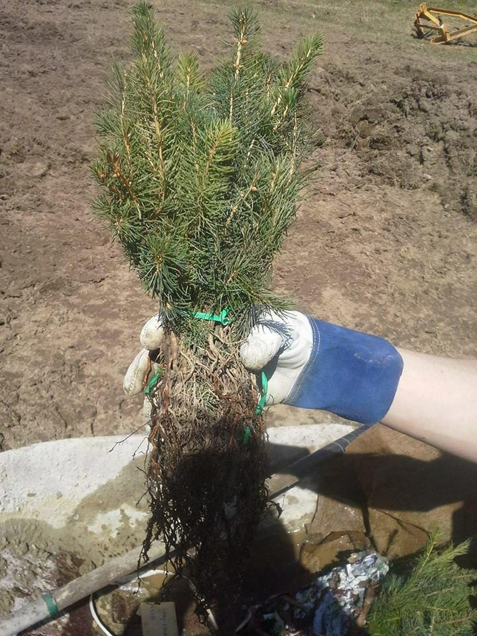 Lot of ~10~ FAST GROWING Norway Spruce 5"-9" Seedlings FALL 2025 ...