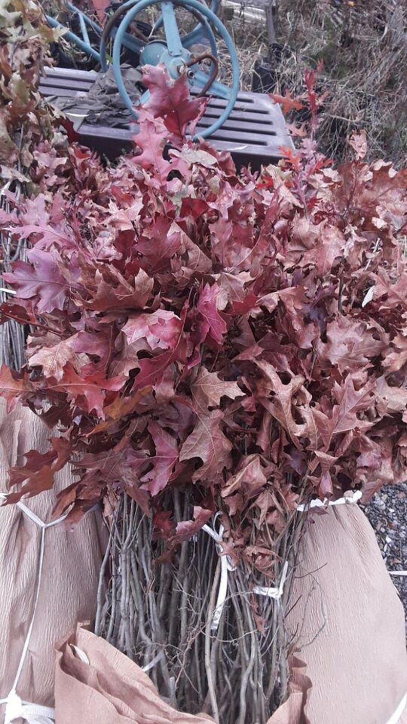 Scarlet Oak Tree: Fall Color, 18-33" Bare Root - Zones 4-9 - Etsy