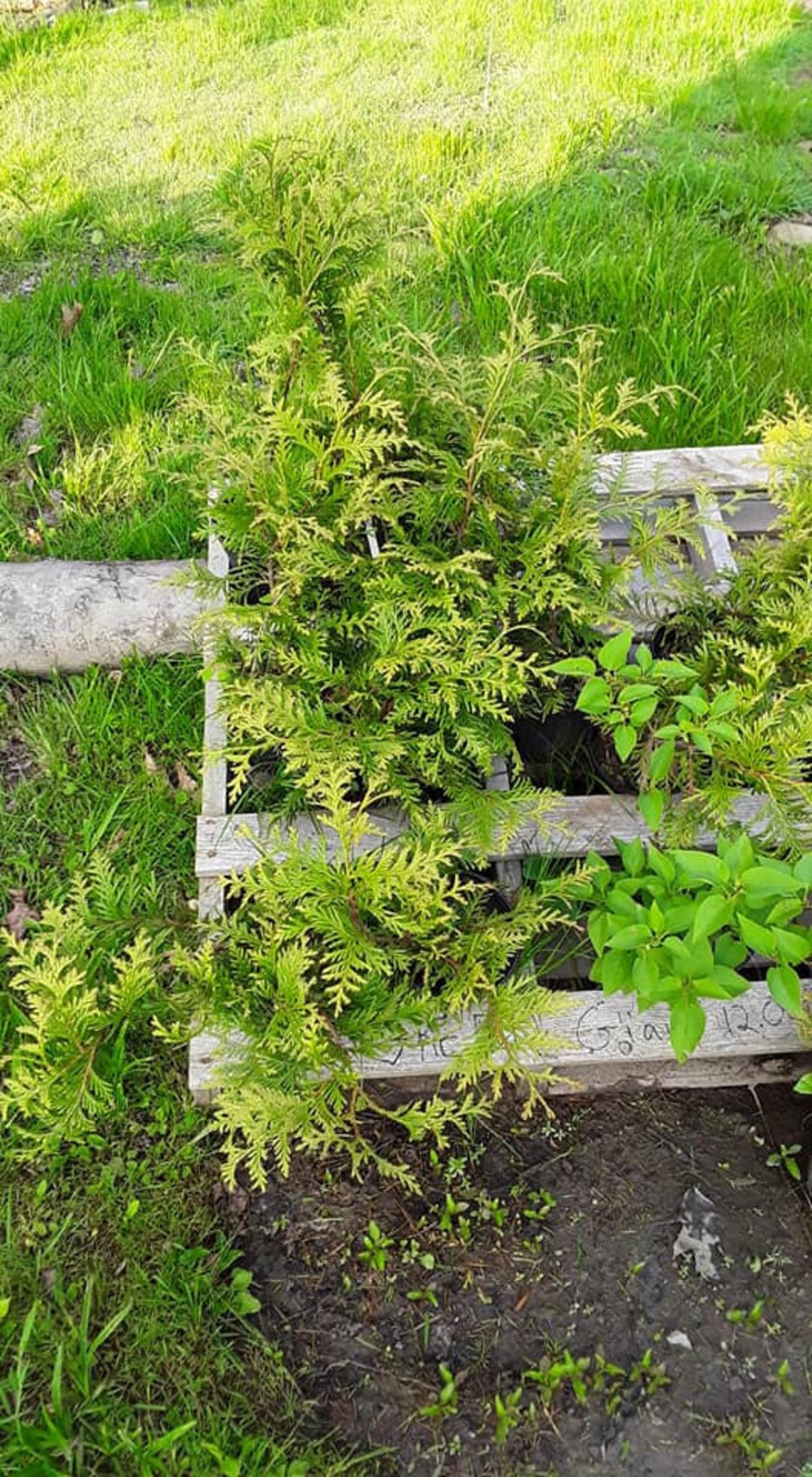Lot of (5) Green Giant Arborvitae Starter Trees 6"-10" Tall Ships ...