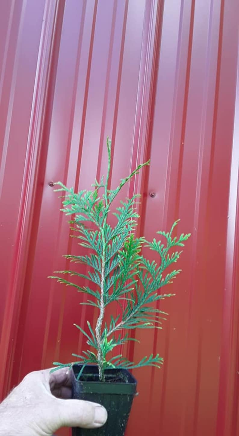Lot of 5 Green Giant Arborvitae Starter Trees - Etsy