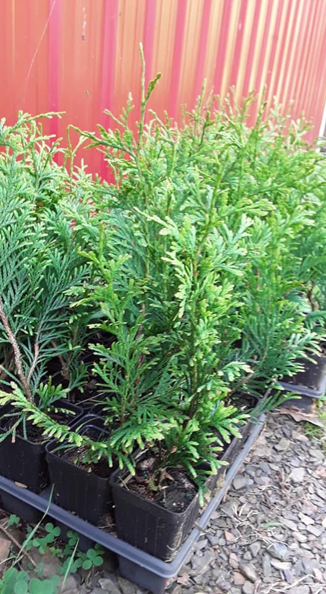 Lot of (5) Green Giant Arborvitae Starter Trees 6"-10" Tall Ships ...
