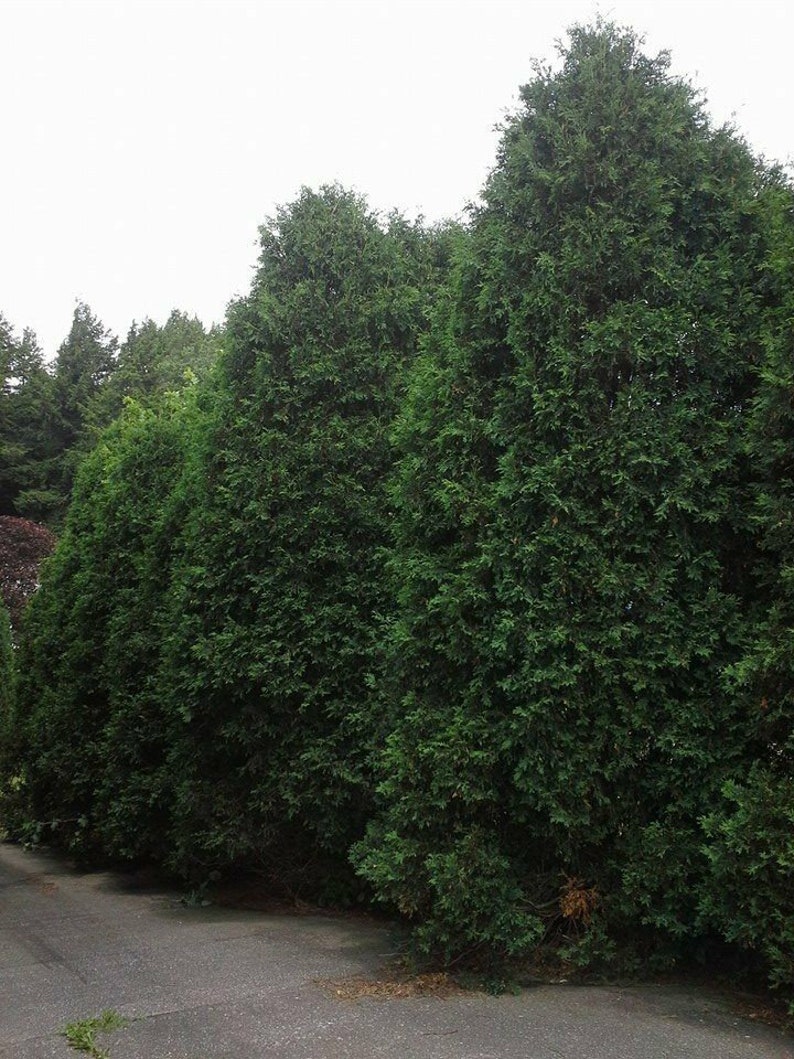 Lot of (5) Green Giant Arborvitae Starter Trees 6"-10" Tall Ships ...