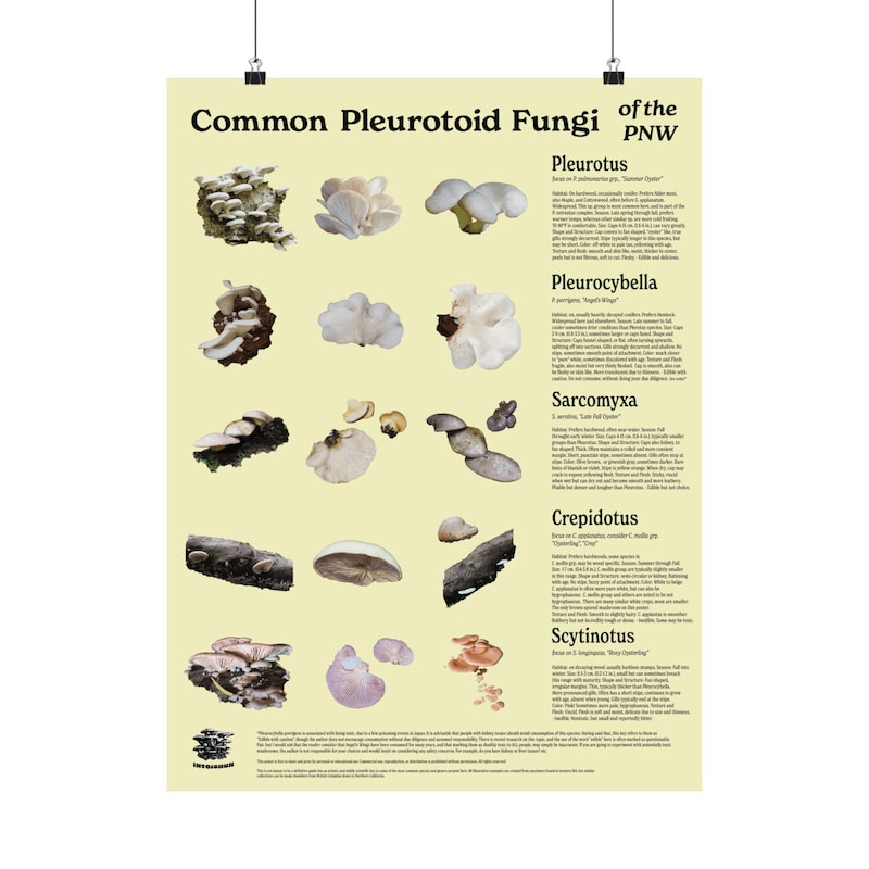 Oyster Mushroom Poster - Etsy