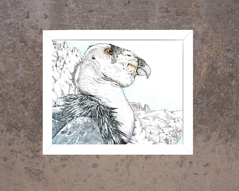 California Condor Drawing Print 8x10 or 16x20 inch Print | Etsy