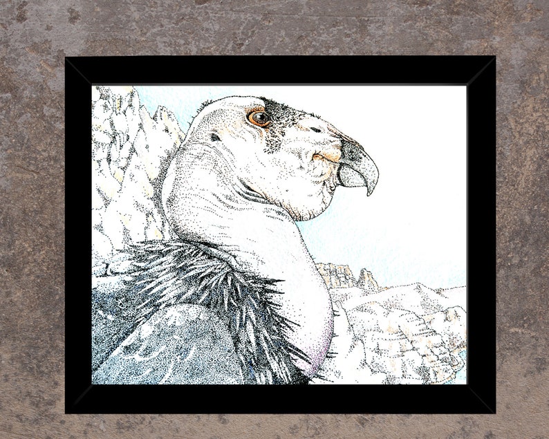 California Condor Drawing Print 8x10 or 16x20 inch Print | Etsy