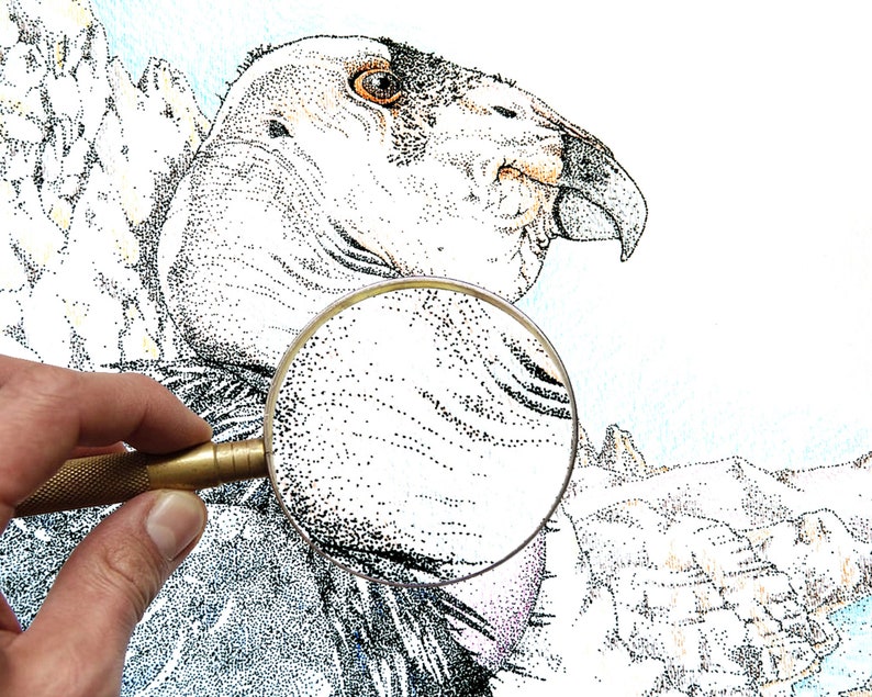 California Condor Drawing Print 8x10 or 16x20 inch Print | Etsy