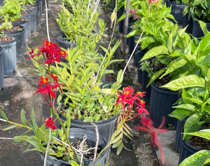 Rare Red Epidendrum Radicans, Rooted Plant Shipped in 3" Pot - Etsy
