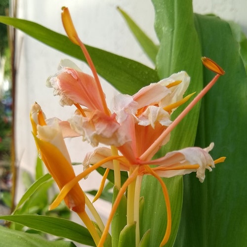 Coral Butterfly Ginger Hedychium Rare Tropical Plant Easy - Etsy