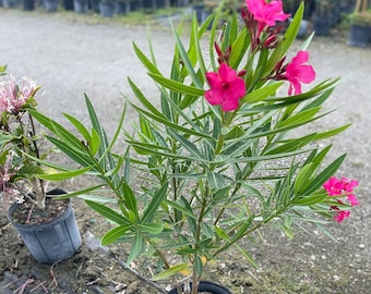 Nerium Oleander Petite Salmon 1 Live Plant Ship in 6 Pot - Etsy