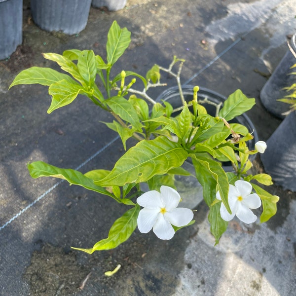 Live Pinwheel Jasmine Plant - Etsy