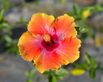 Hibiscus fiesta Gorgeous Flower 4 Nursery Growing Pot Super Hard to ...