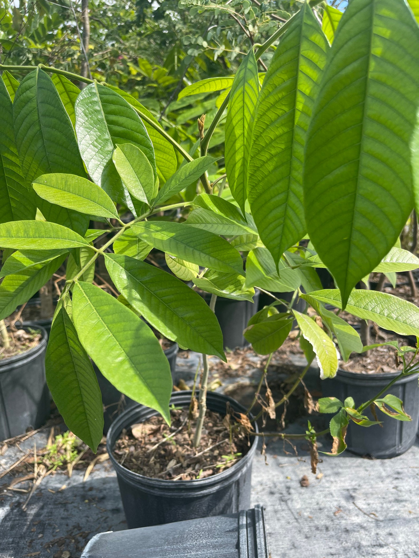 Ackee Tree Potted Plant - Etsy