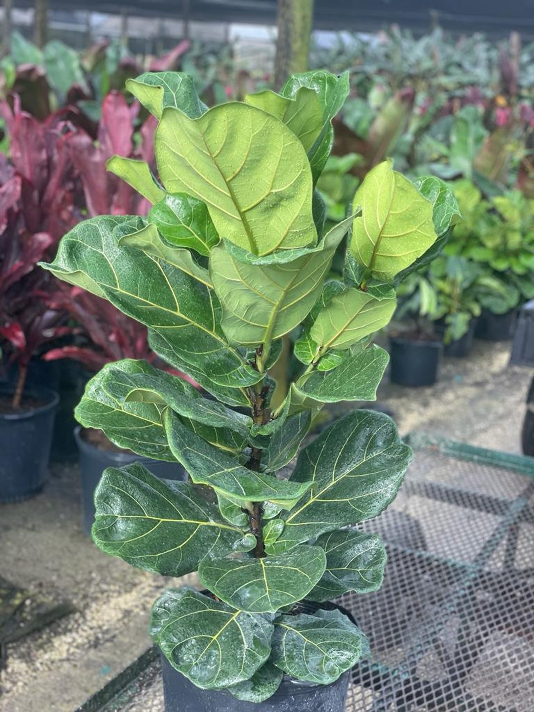 Fiddle Leaf Fig Tree 2 to 3 Feet SHIPPING Included - Etsy