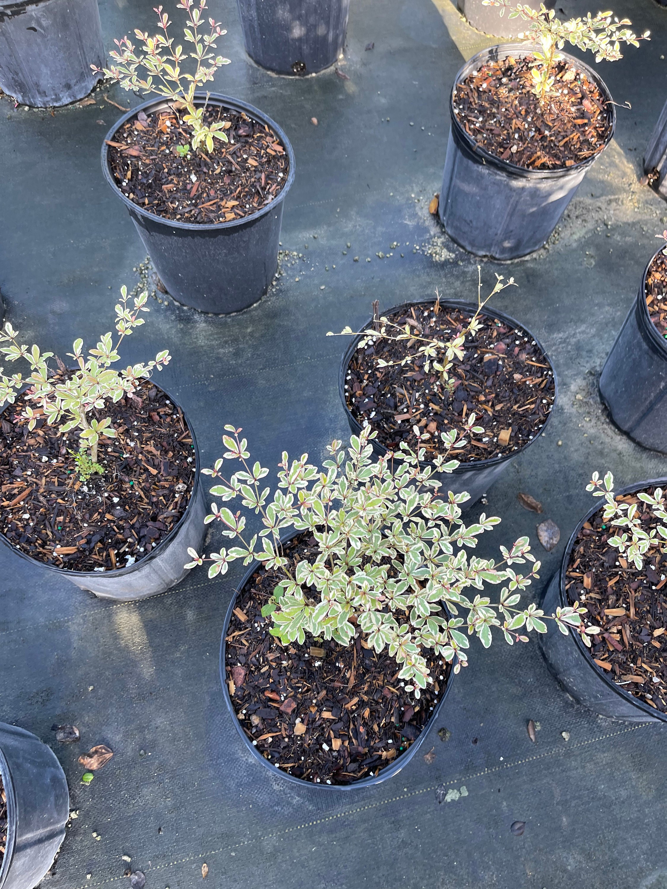 Variegated Terminalia Tree Small - Etsy