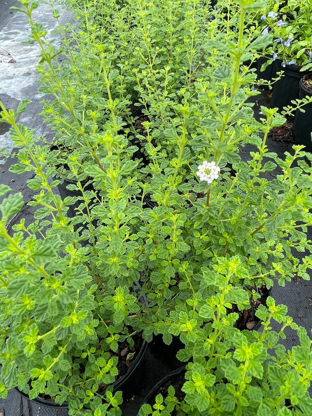 Jamaican Oregano - Etsy