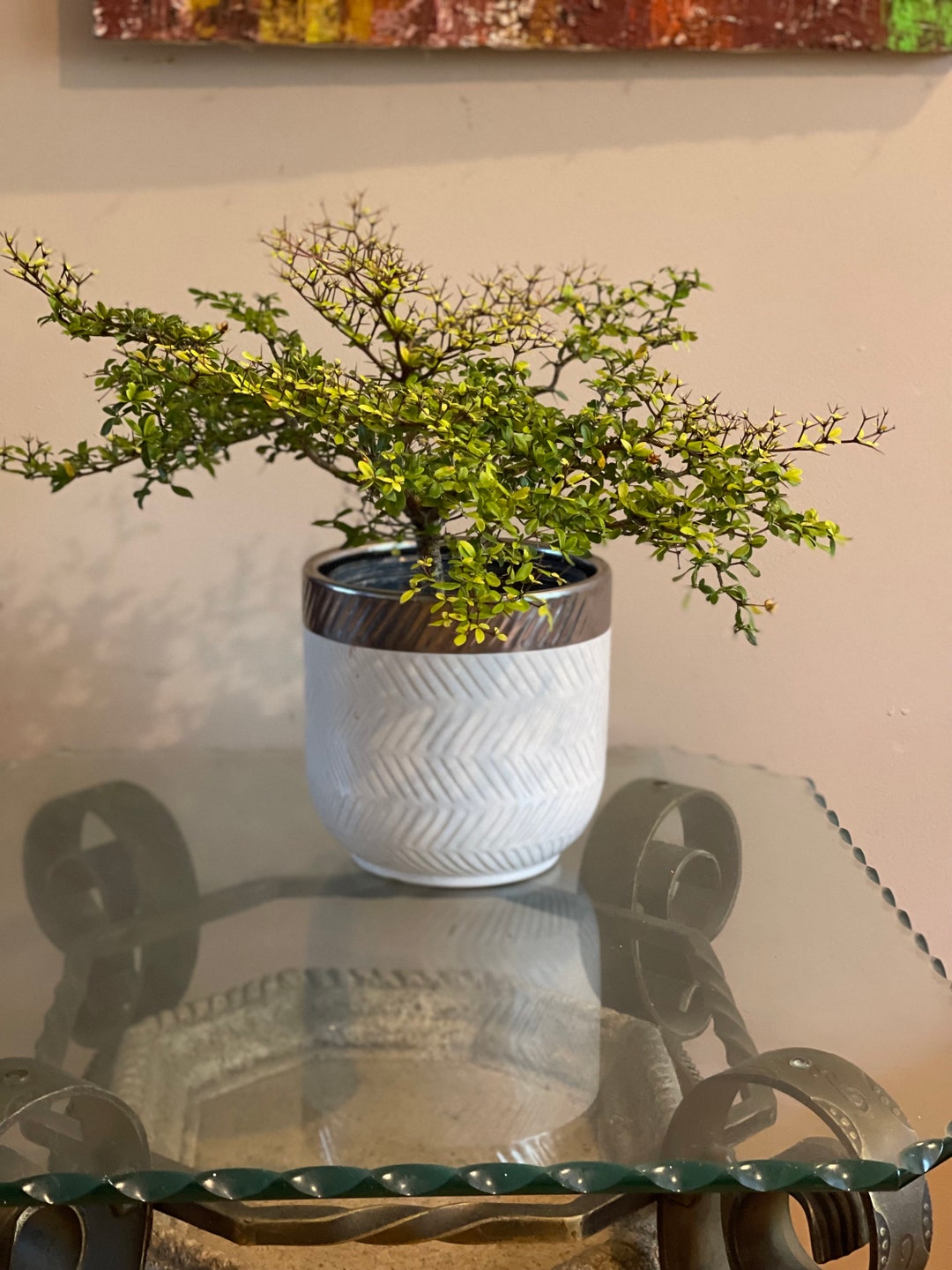Bucida Spinosa 'bonsai' EXPRESS Shipping Included - Etsy
