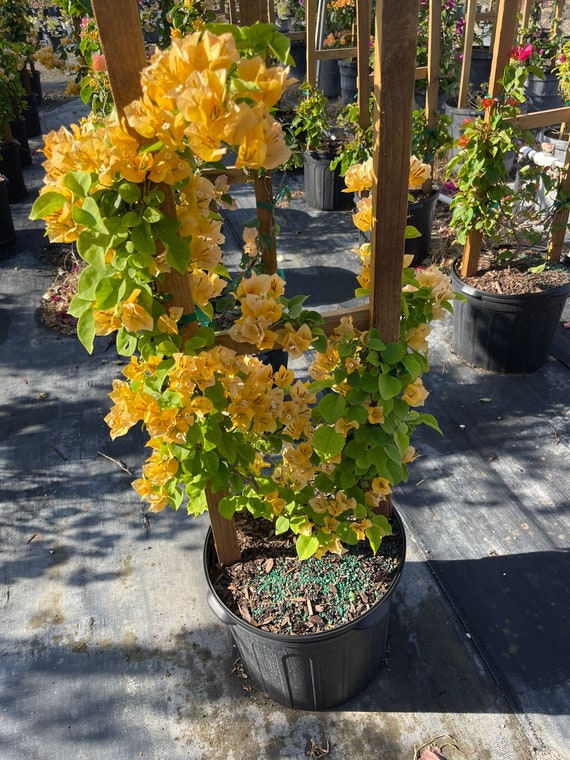 Yellow Bougainvillea
