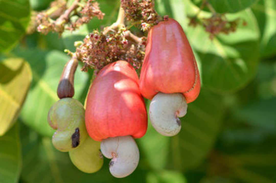 Cashew Tree (anacardium Occidentale) Potted Plant - Etsy