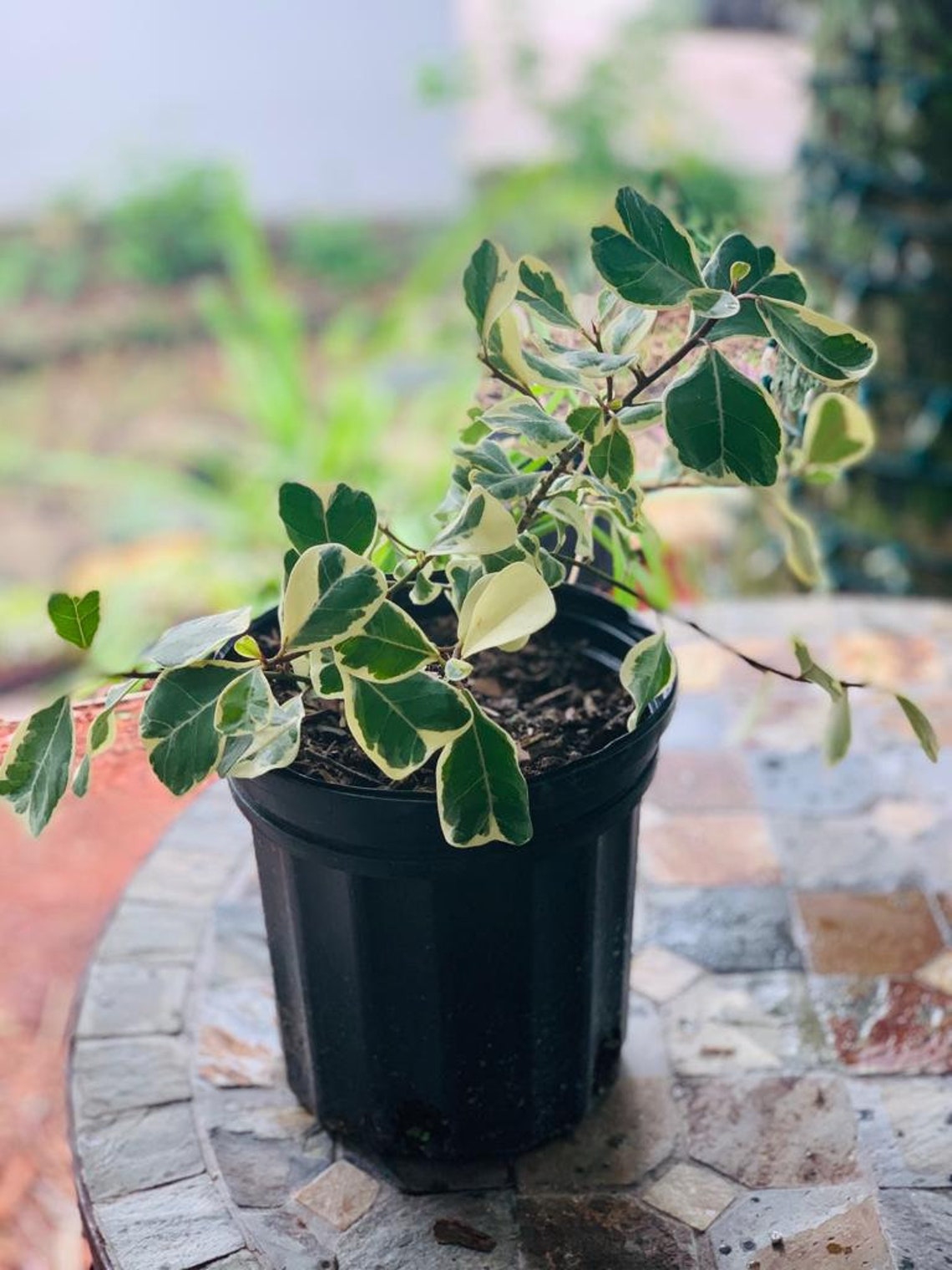 Variegated Ficus Triangularis - Etsy