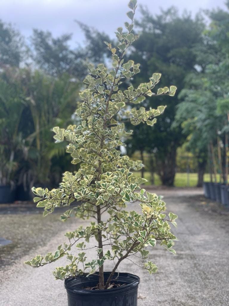 LARGE Variegated Ficus Triangularis 3 Feet Tall - Etsy