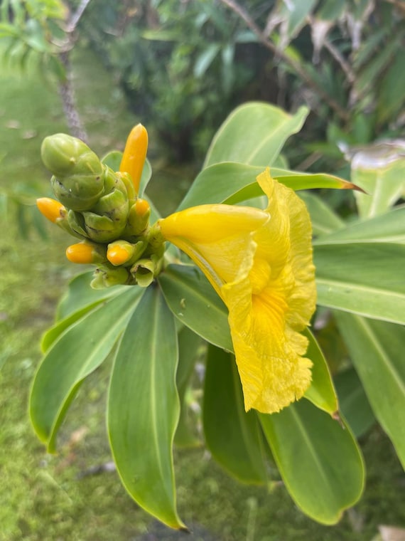 Yellow Ginger Flower
