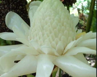 White Torch Ginger Live Rhizome Tropical Plant Flower Hard to Find - Etsy