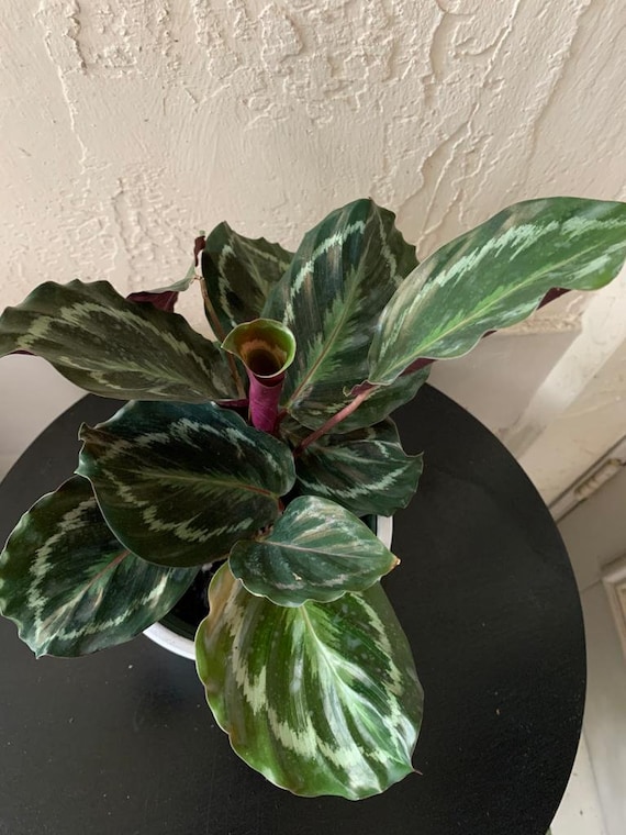 Calathea Makoyanna | Etsy