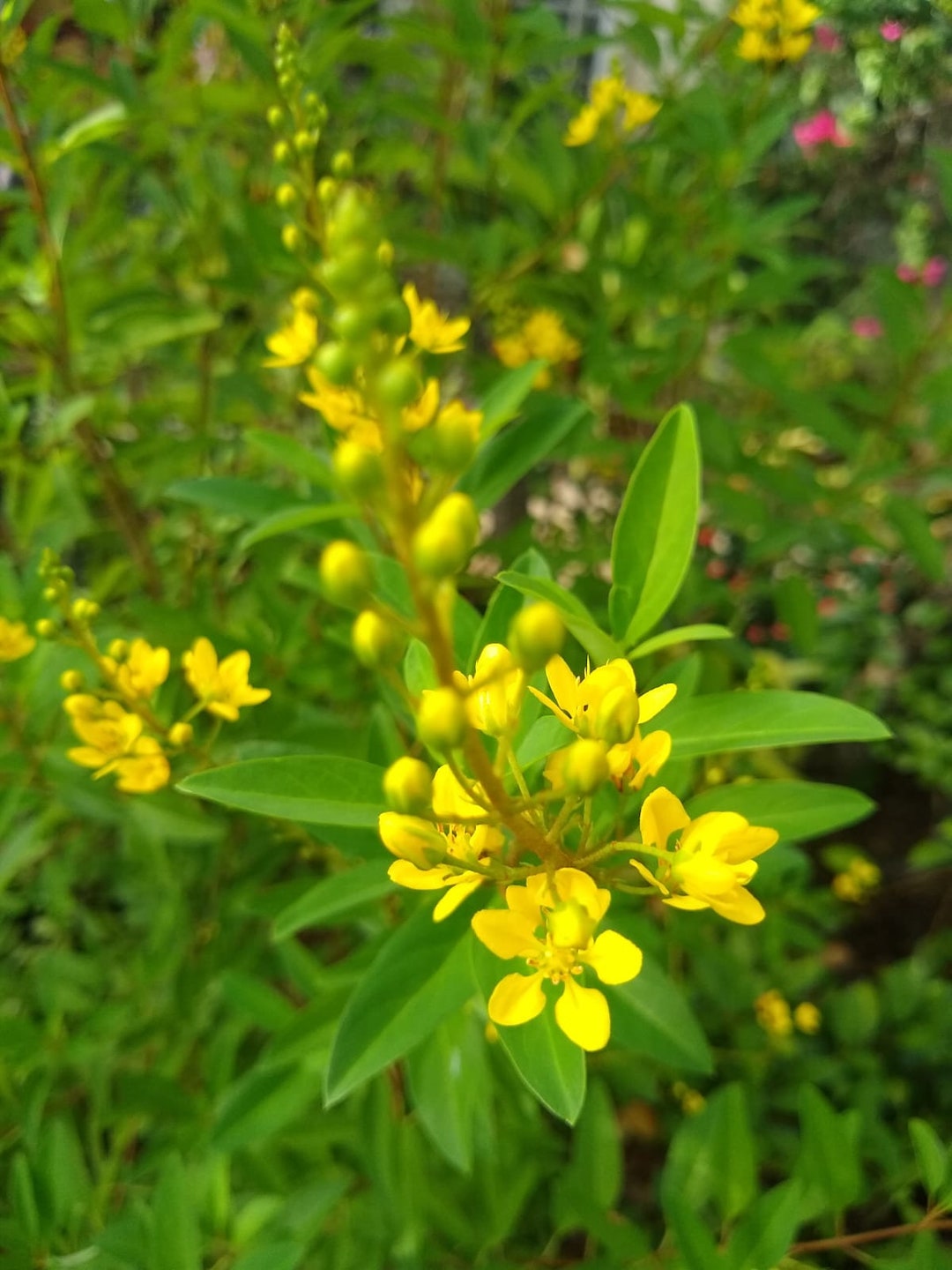 Yellow Thryallis (galphimia Gracillis) - Etsy