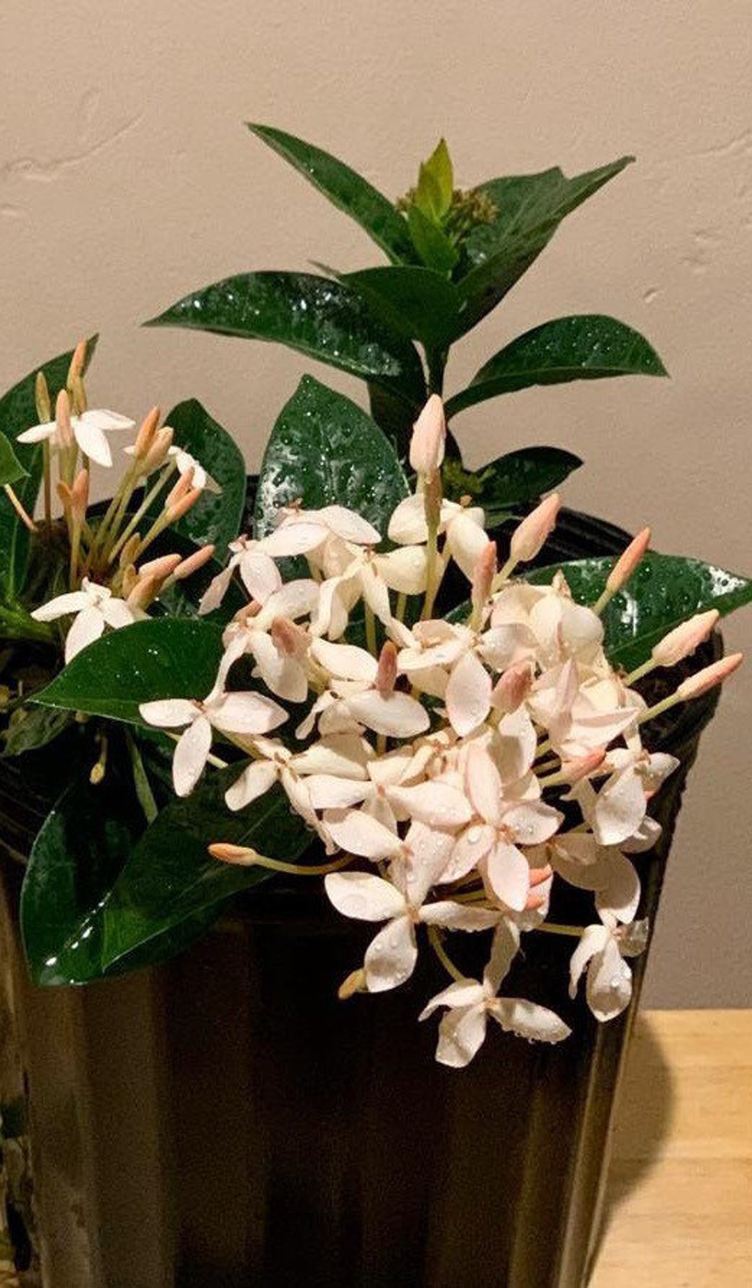 White Nora Grant Ixora - Etsy